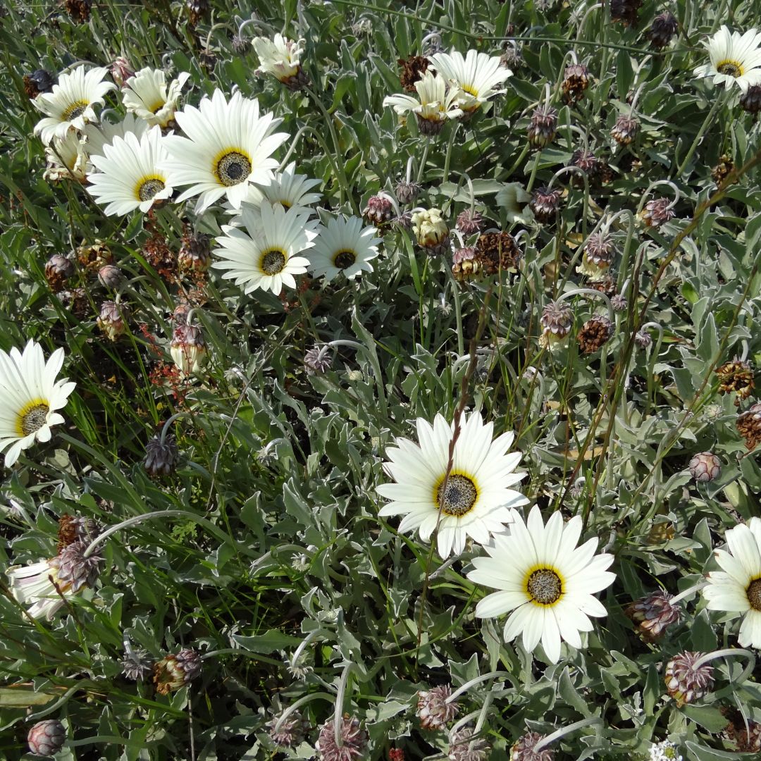 Arctotis stoechadifolia seeds - Buy online