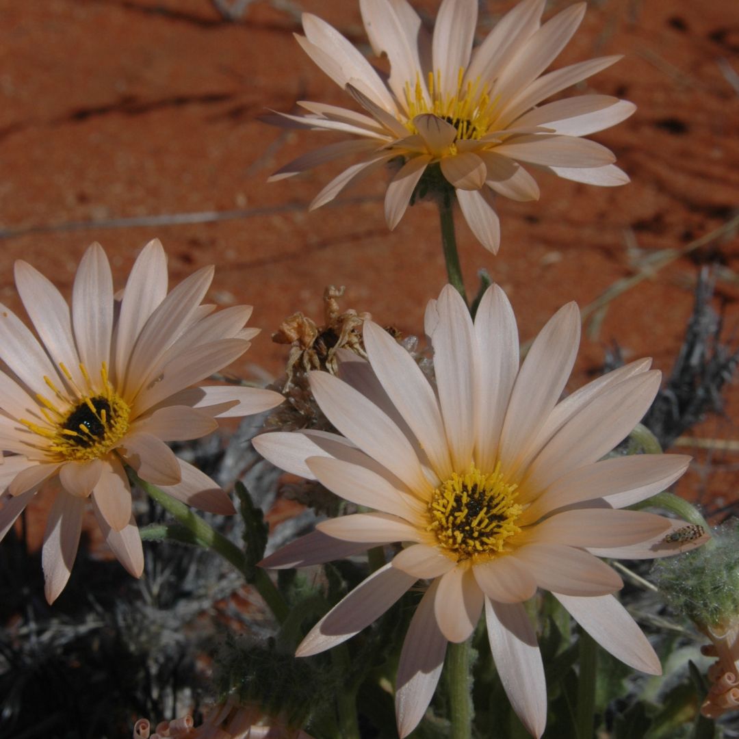 Arctotis venusta seeds - Buy online