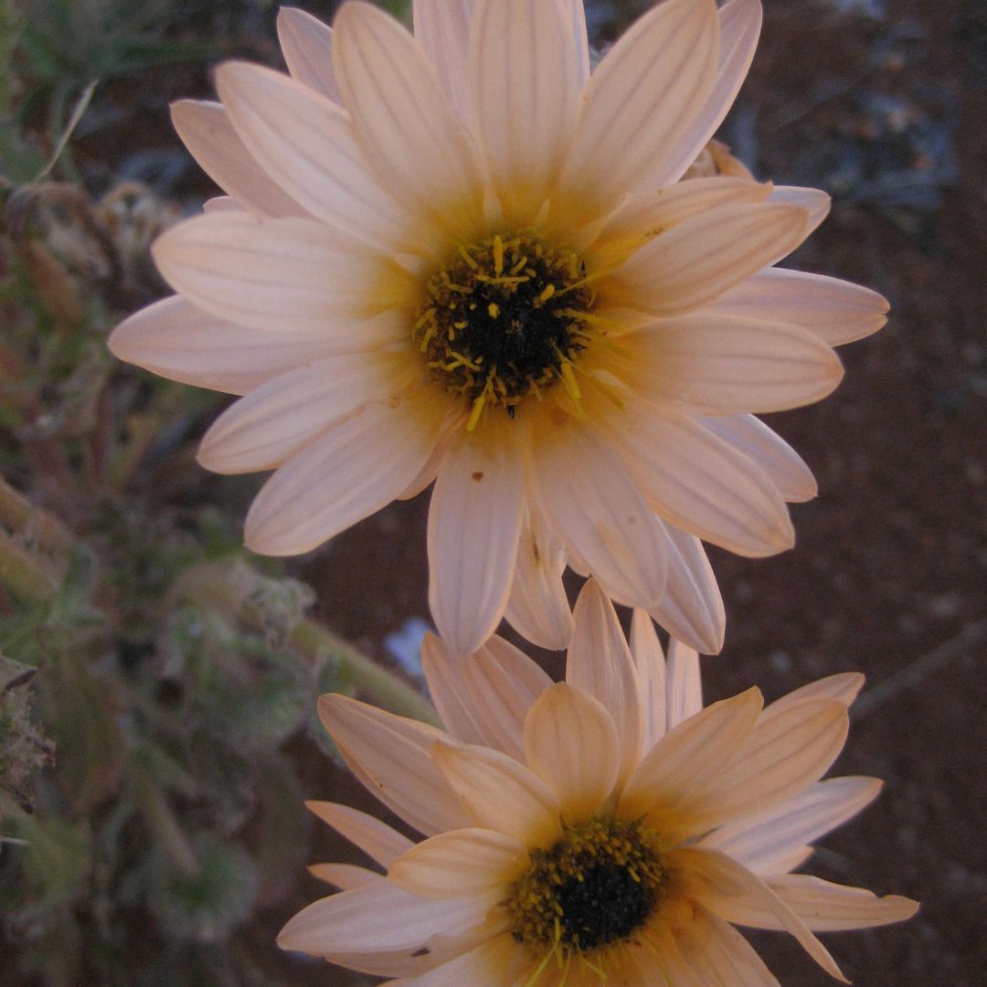 Arctotis venusta seeds - Buy online