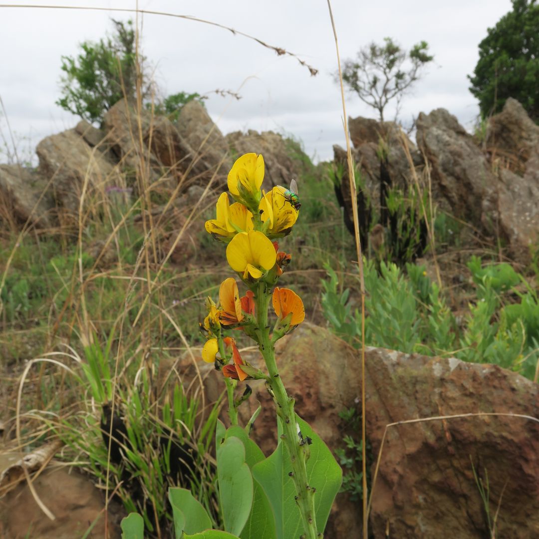 Argyrolobium robustum seeds - Buy online