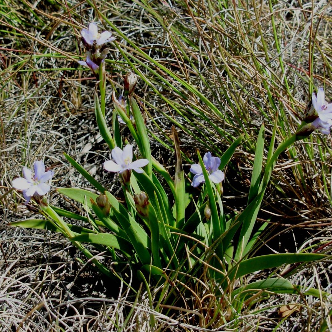 Aristea abyssinica seeds - Buy online