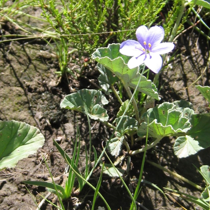 Aristea abyssinica seeds - Buy online