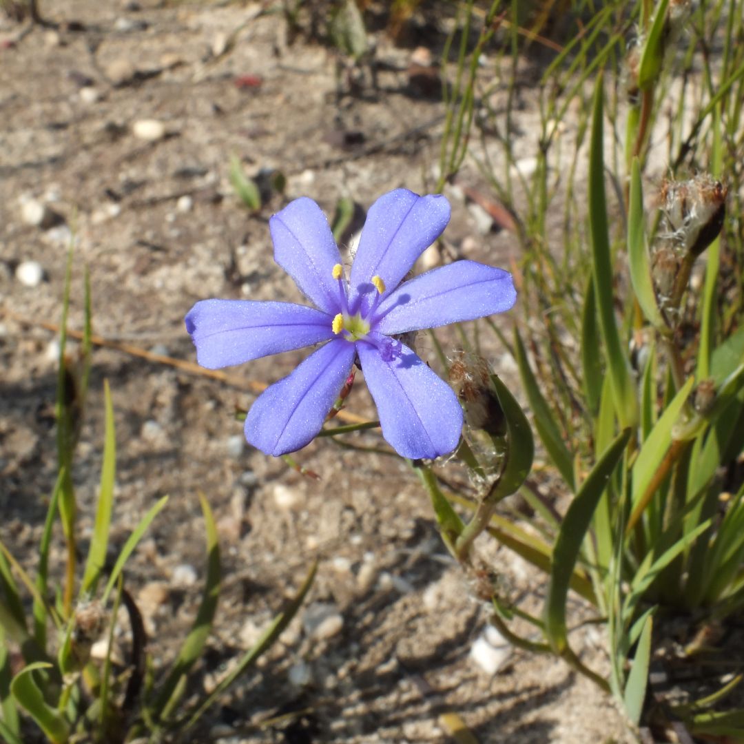 Aristea africana seeds - Buy online