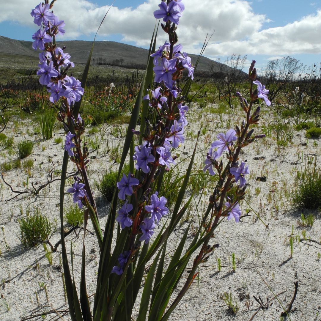 Aristea bakeri seeds - Buy online