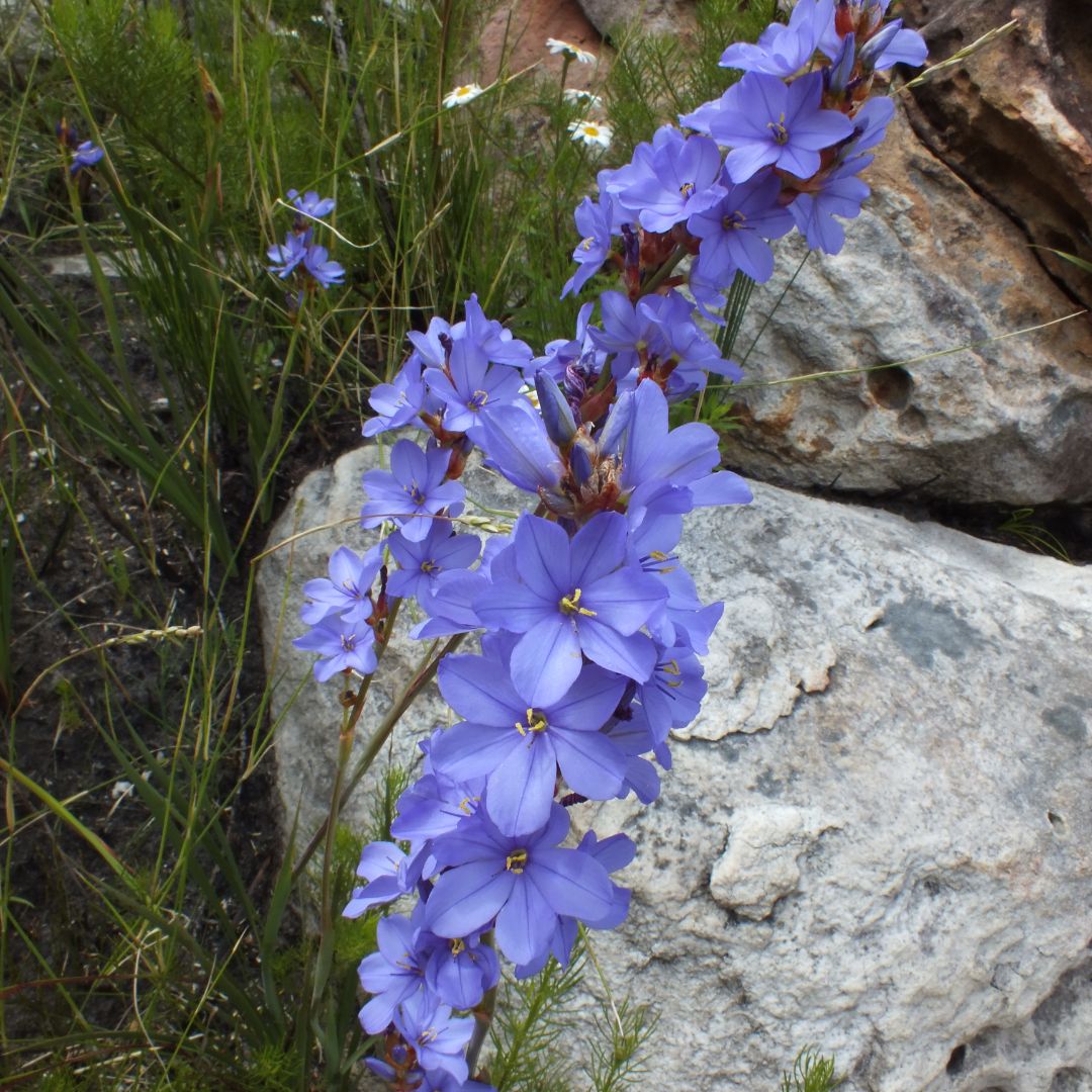 Aristea bracteata seeds - Buy online