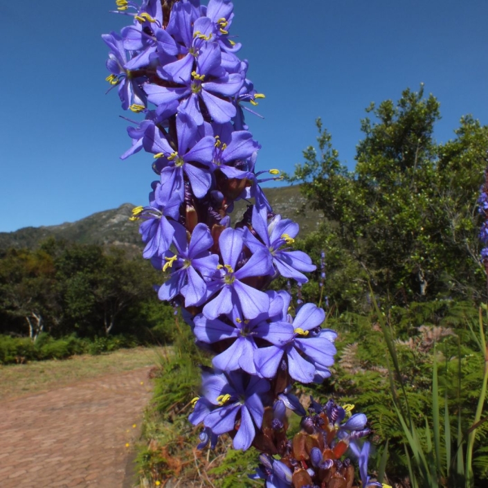 Aristea capitata seeds - Buy online