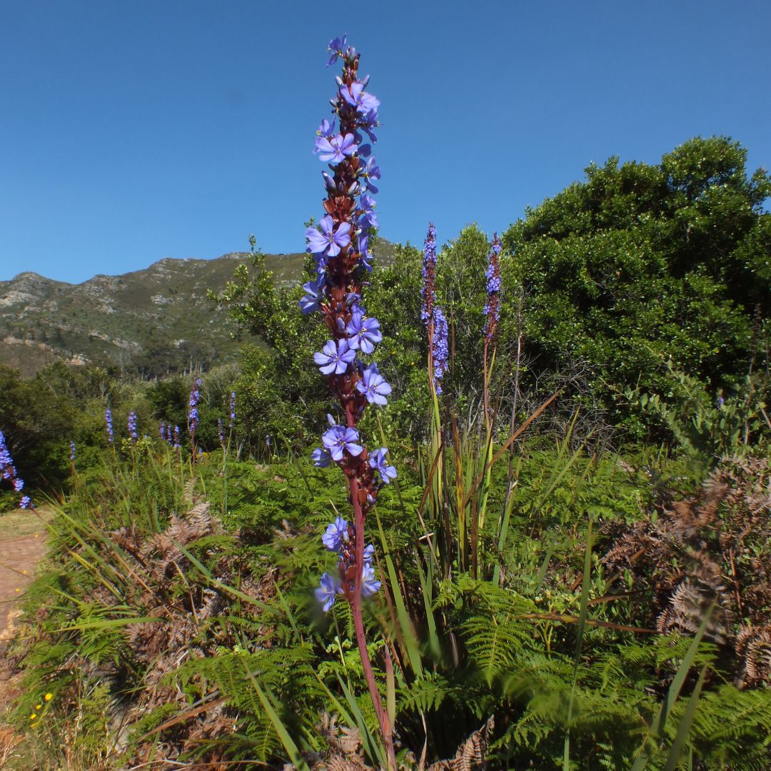 Aristea capitata seeds - Buy online