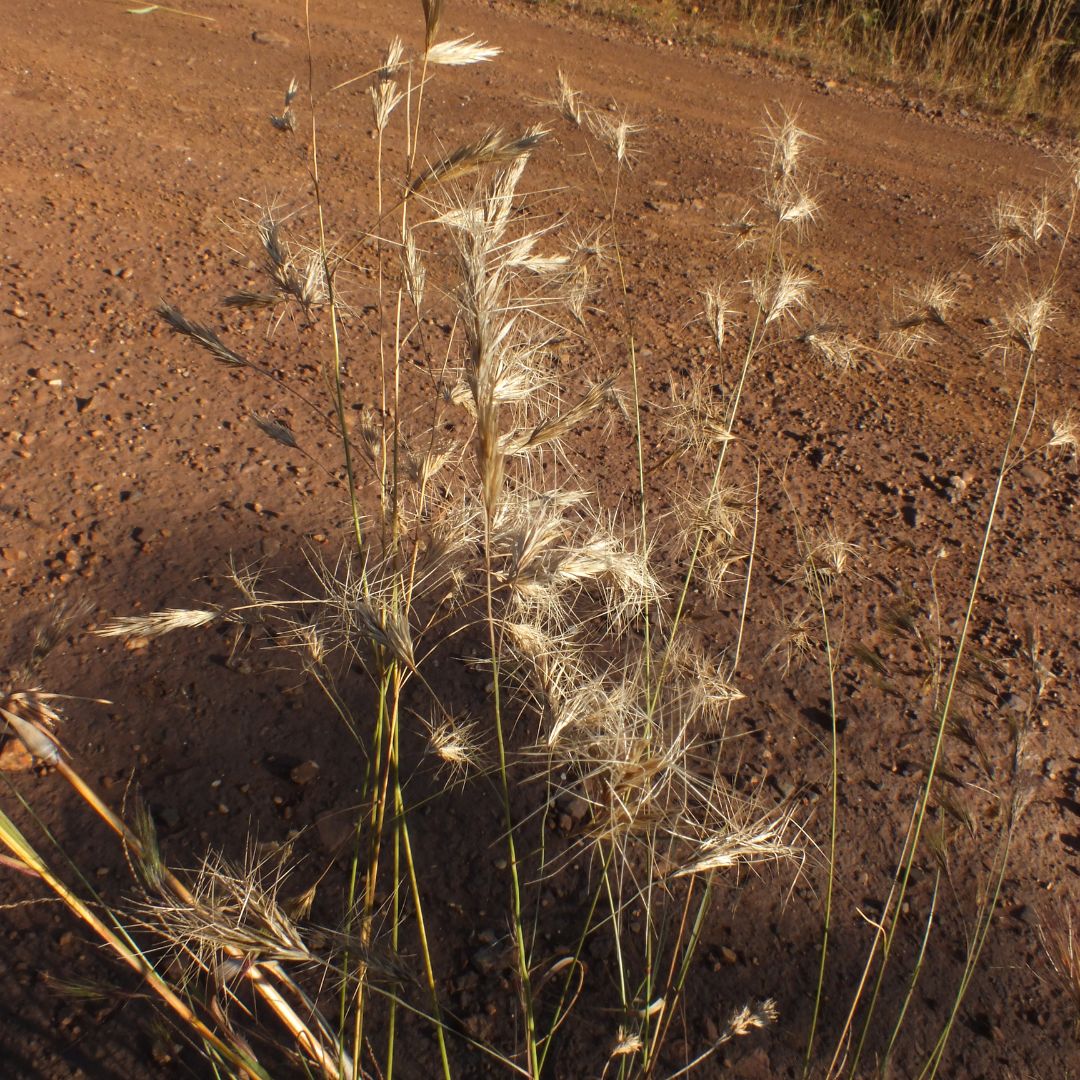 Aristida adscensionis seeds - Buy online