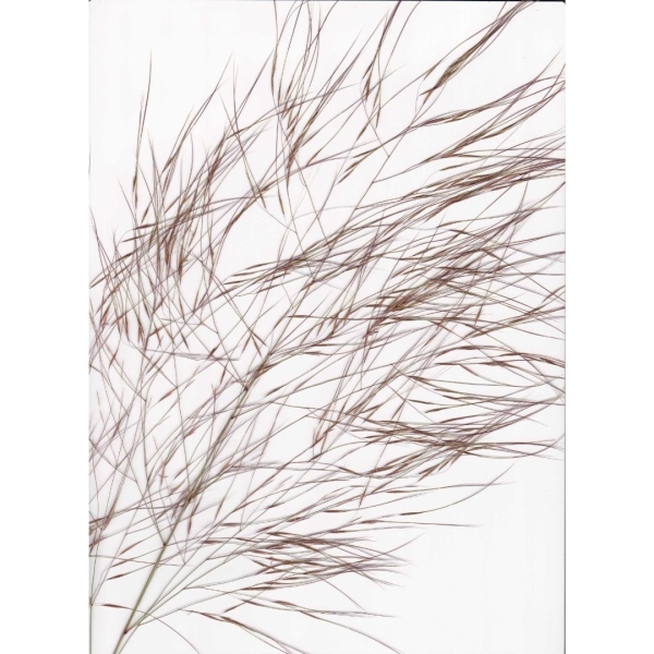 Aristida meridionalis seeds - Buy online