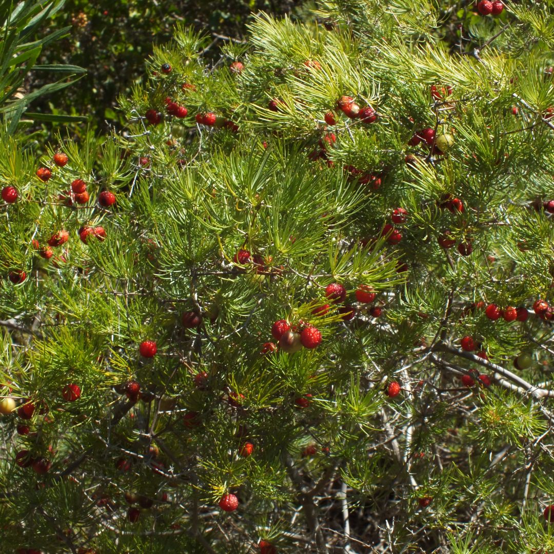 Asparagus retrofractus seeds - Buy online