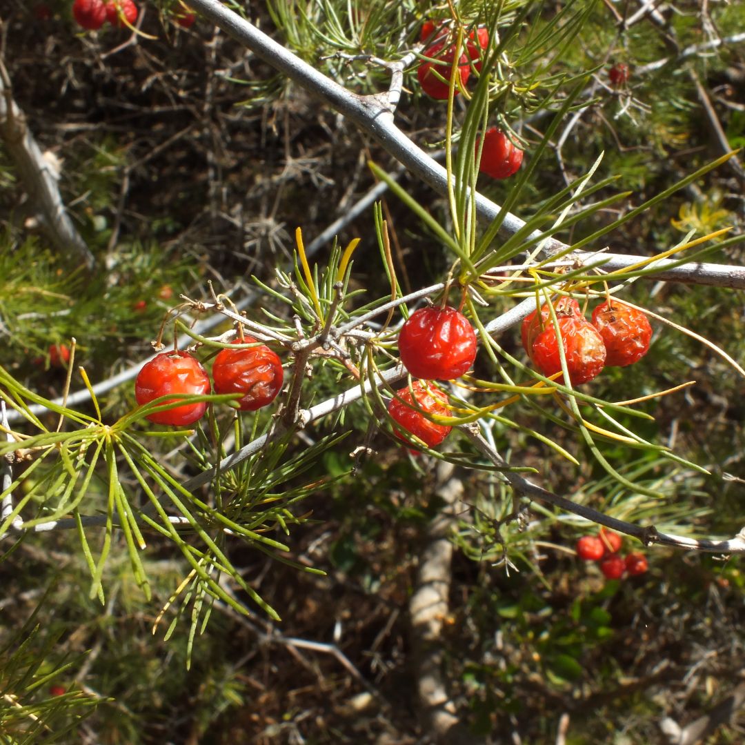 Asparagus retrofractus seeds - Buy online