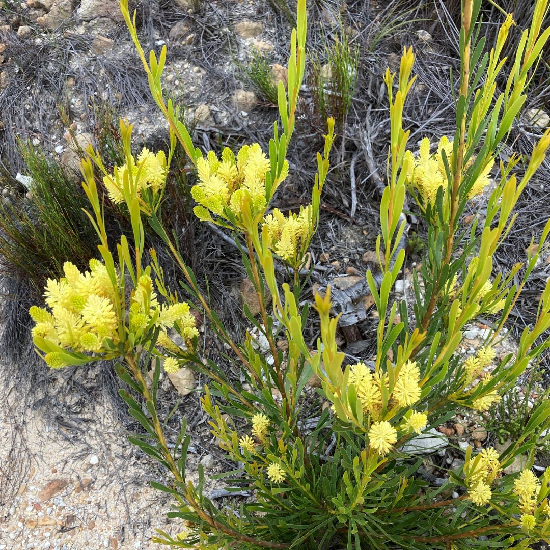 Aulax umbellata seeds - Buy online
