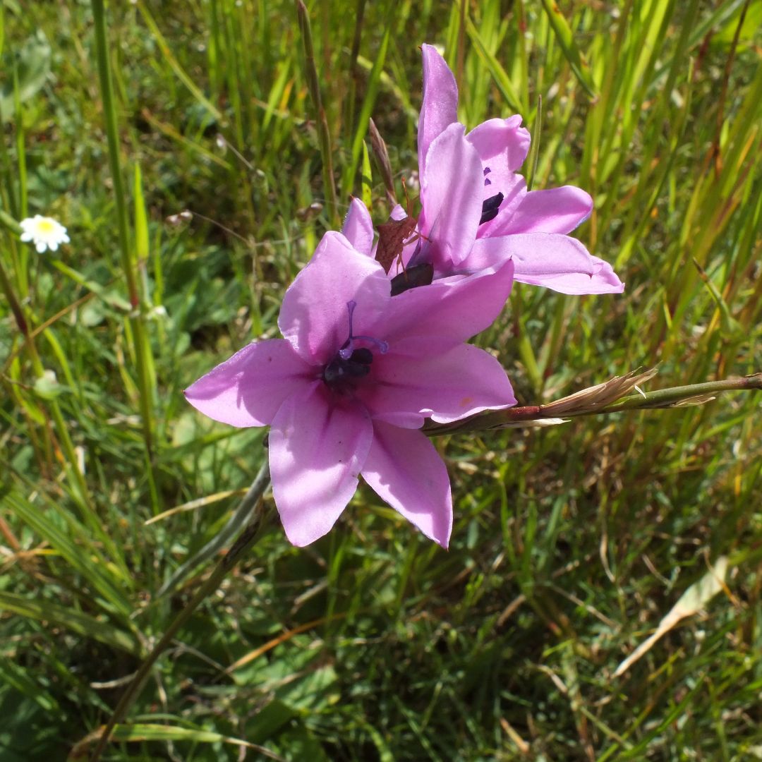 Babiana purpurea (Pink) seeds - Buy online
