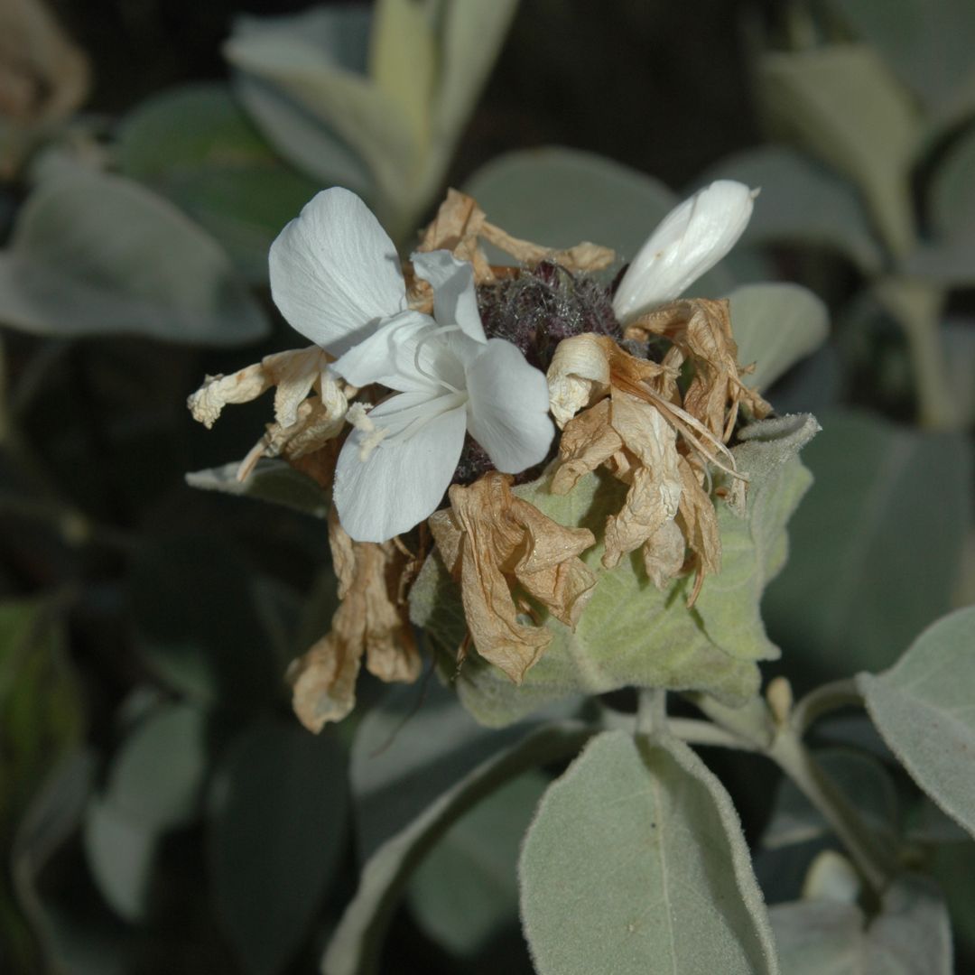 Barleria albostellata seeds - Buy online