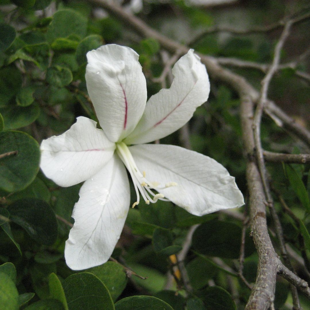 Bauhinia natalensis seeds - Buy online
