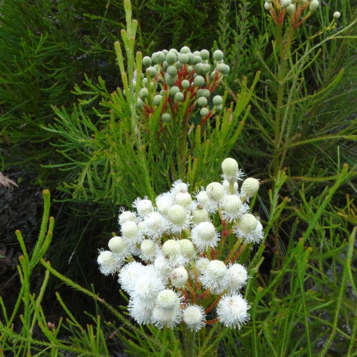 Berzelia albiflora seeds - Buy online