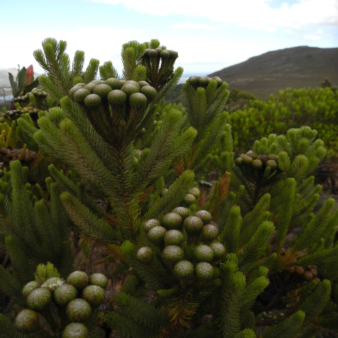 Berzelia albiflora seeds - Buy online