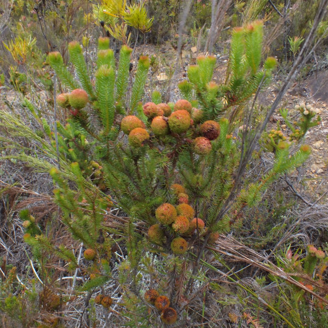 Berzelia galpinii seeds - Buy online