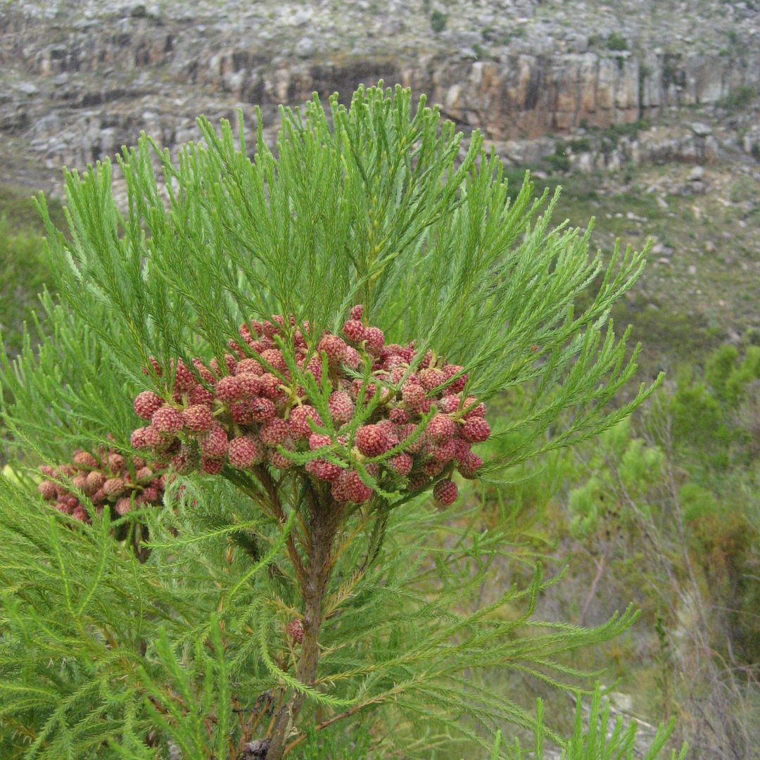 Berzelia lanuginosa seeds - Buy online