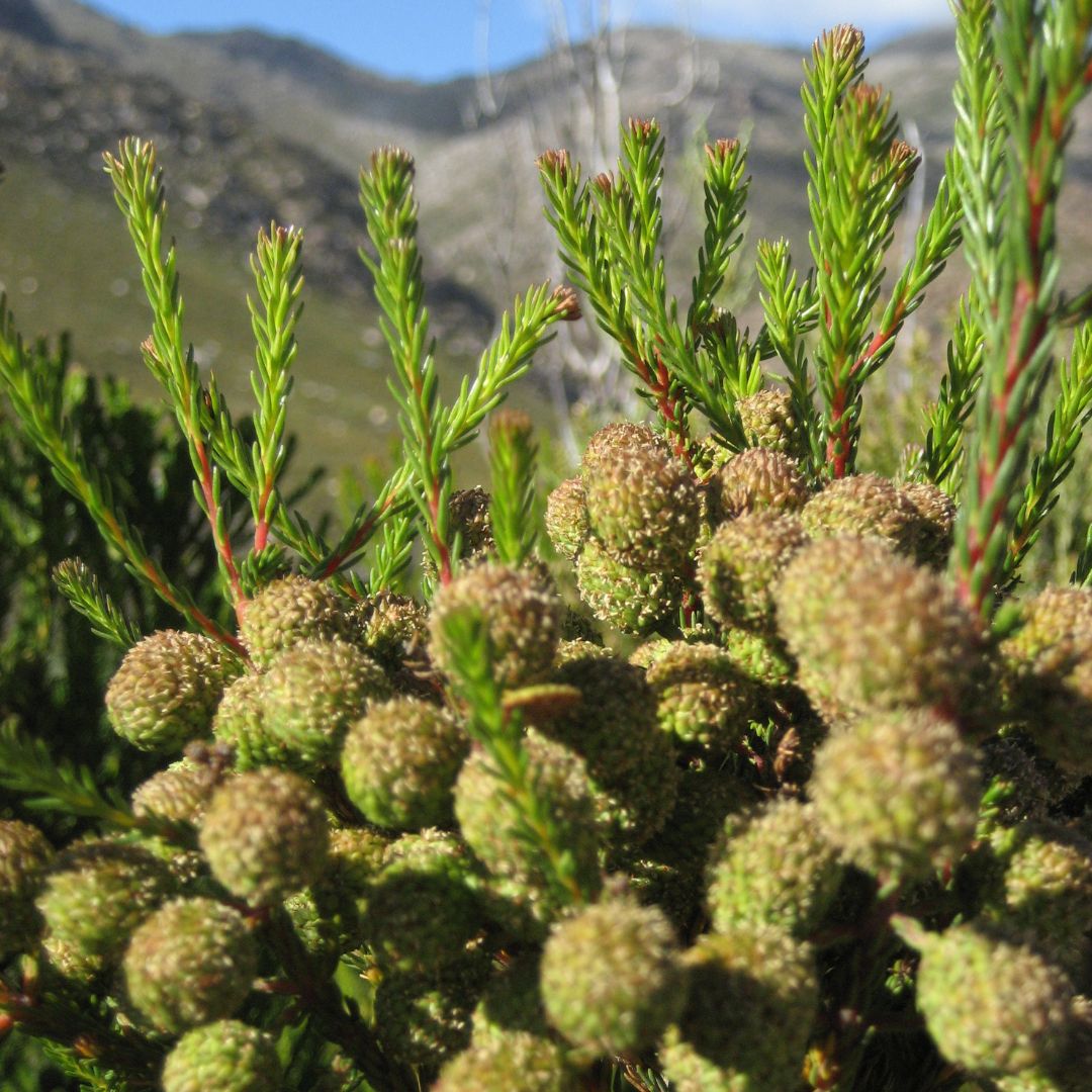 Berzelia lanuginosa seeds - Buy online