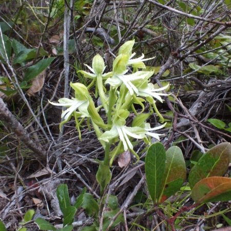 Bonatea speciosa seeds - Buy online