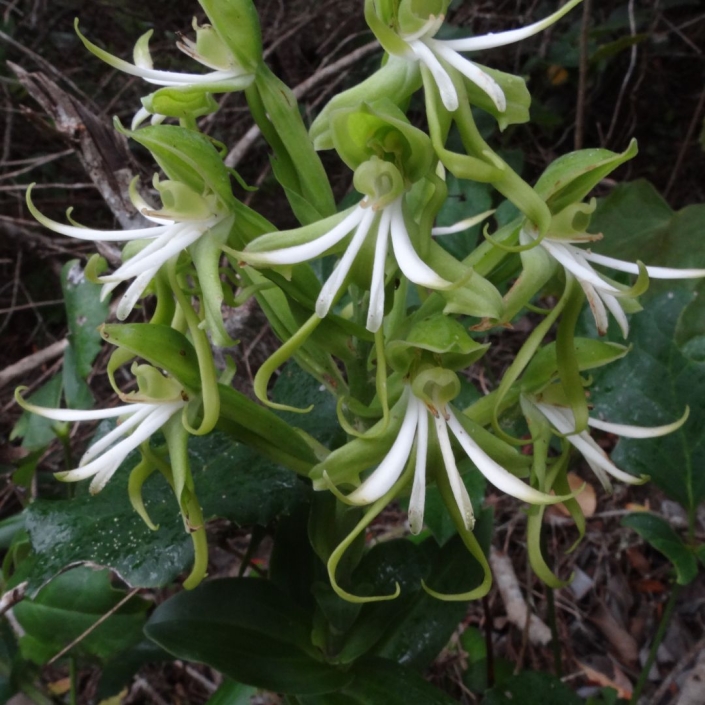 Bonatea speciosa seeds - Buy online