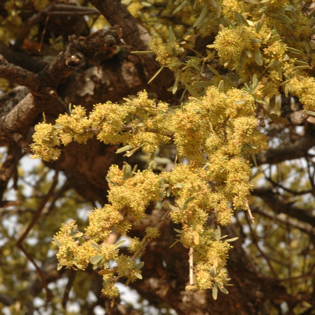 Boscia albitrunca seeds - Buy online