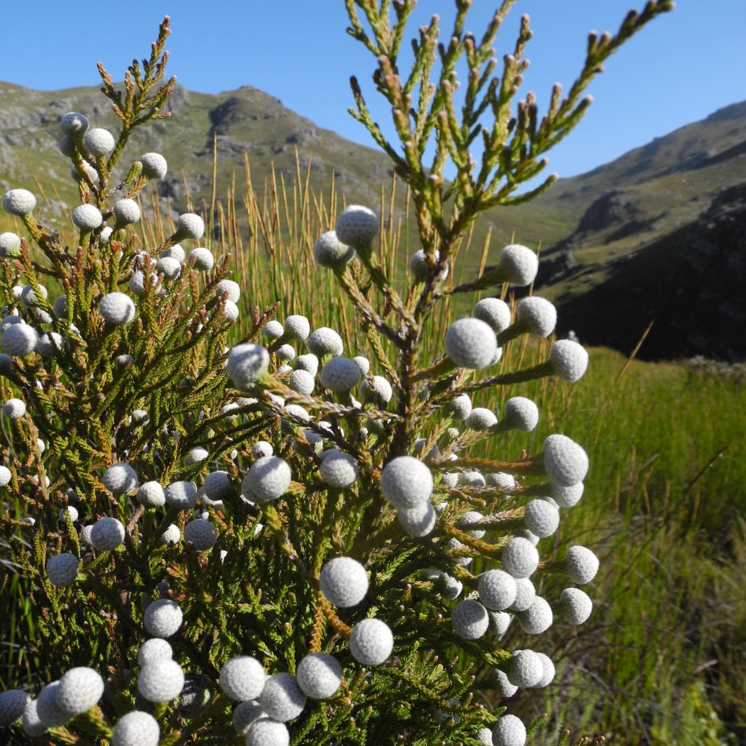 Brunia laevis seeds - Buy online