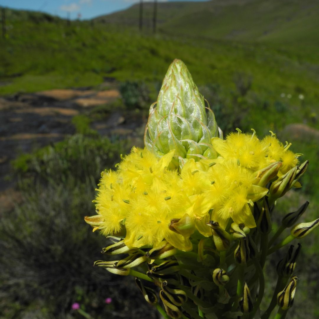 Bulbine abyssinica seeds - Buy online
