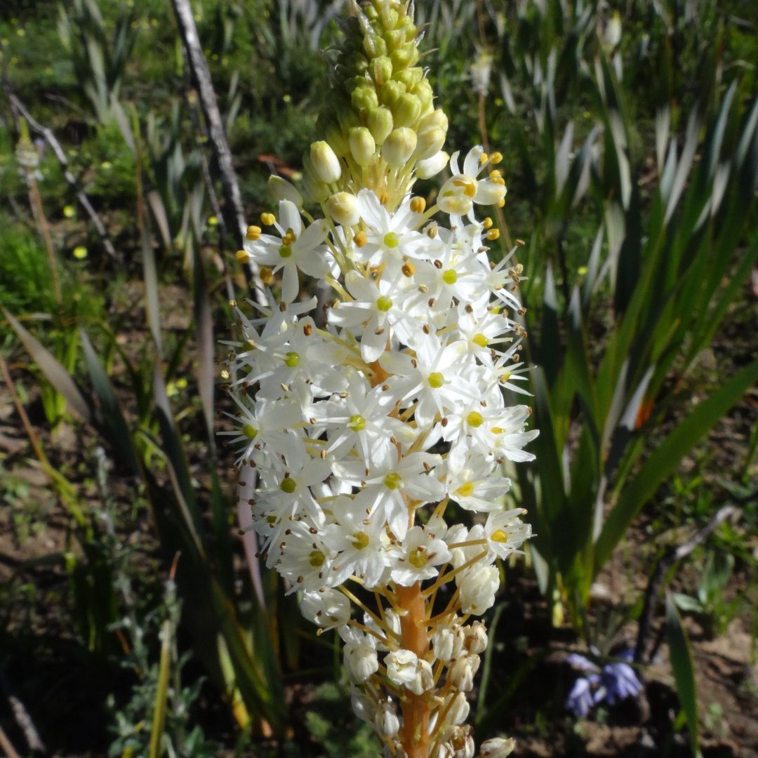 Bulbinella elata seeds - Buy online
