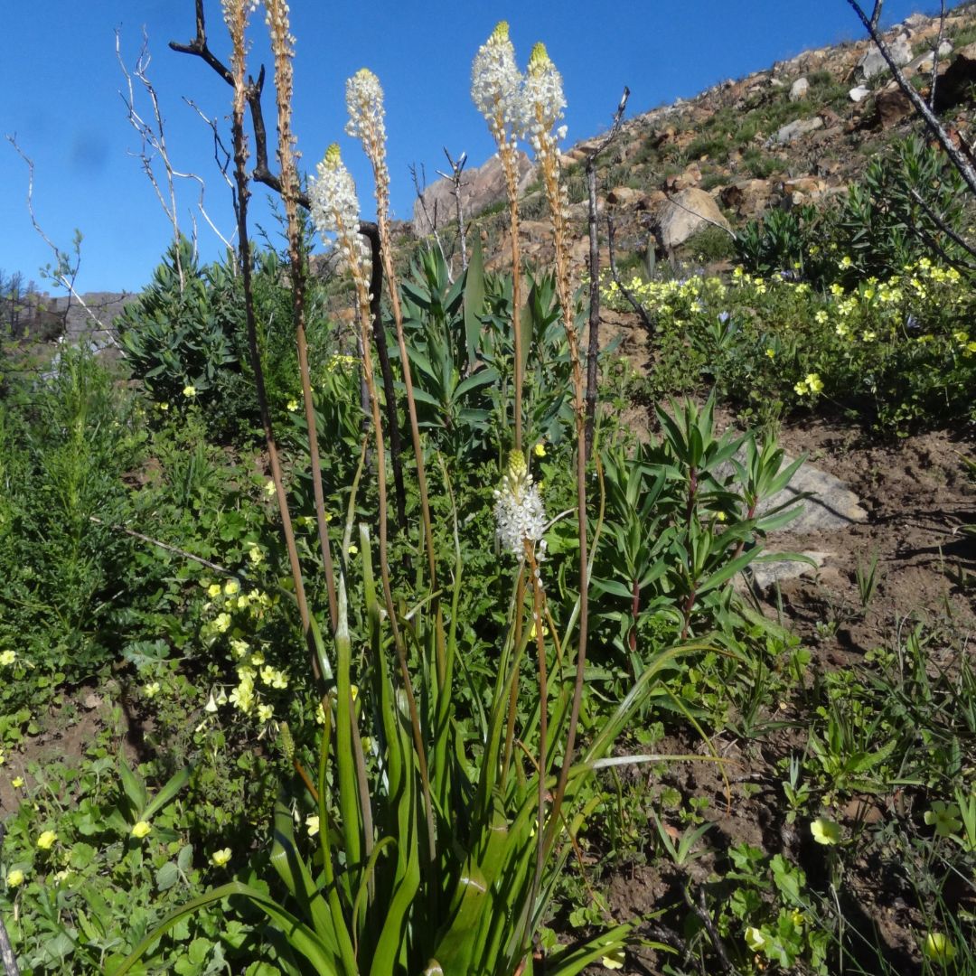 Bulbinella elata seeds - Buy online