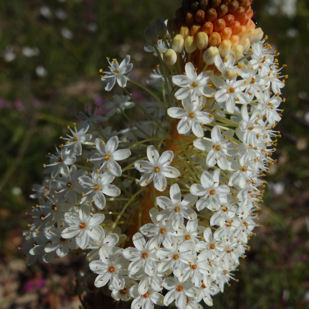 Bulbinella nutans subsp. nutans (Cream/White) seeds - Buy online