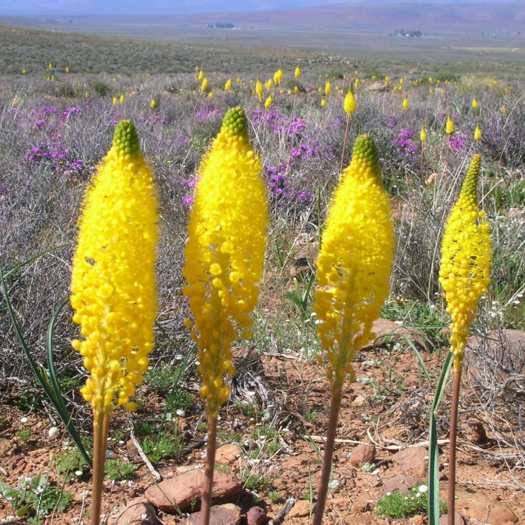 Bulbinella nutans subsp nutans seeds - Buy online