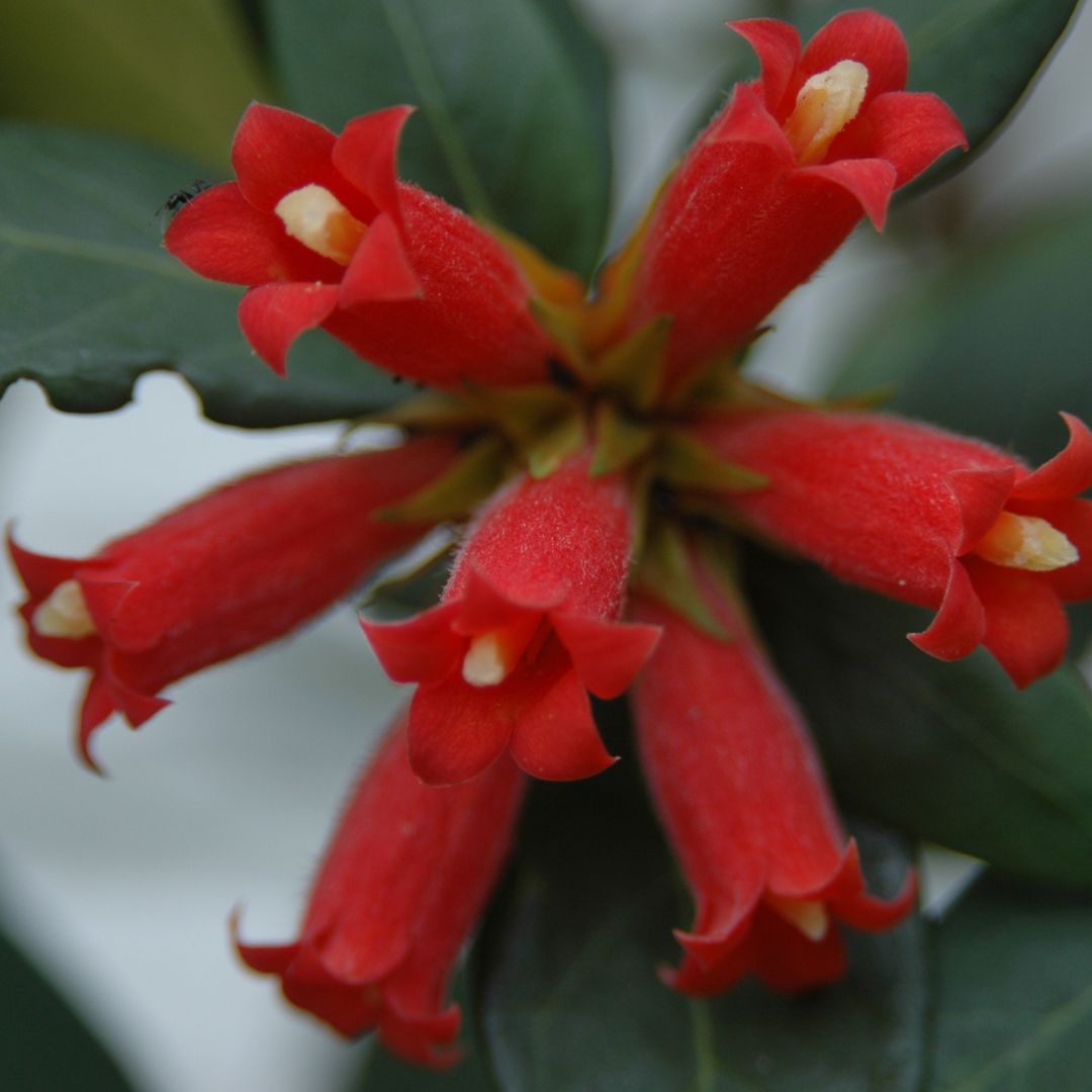Burchellia bubalina seeds - Buy online