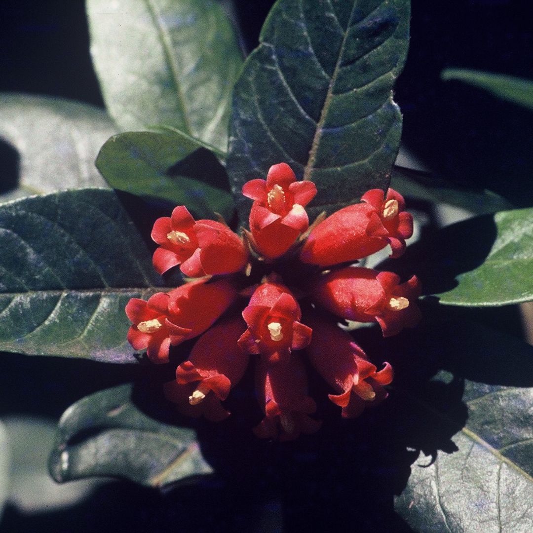 Burchellia bubalina seeds - Buy online