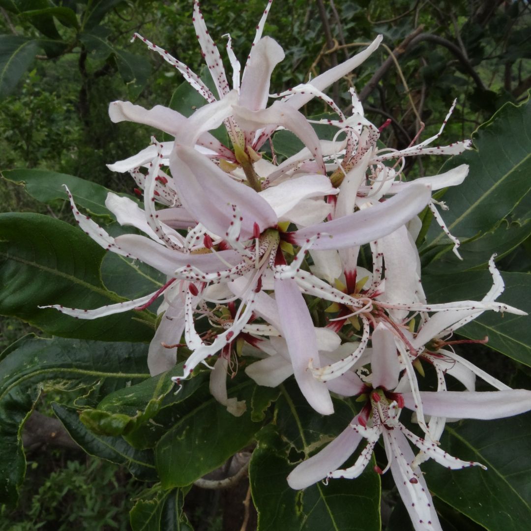 Calodendrum capense seeds - Buy online