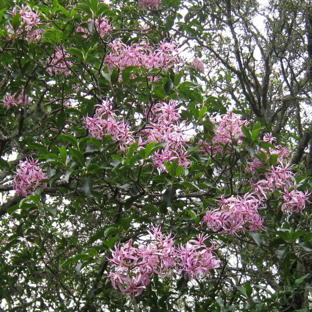 Calodendrum capense seeds - Buy online