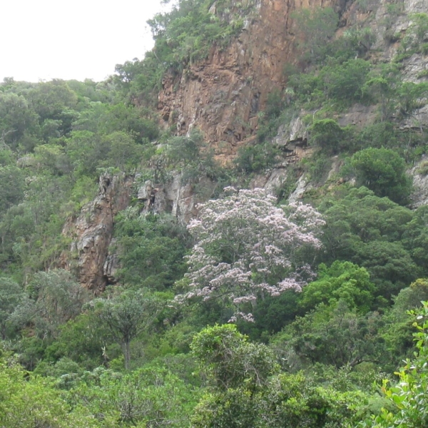 Calodendrum capense seeds - Buy online