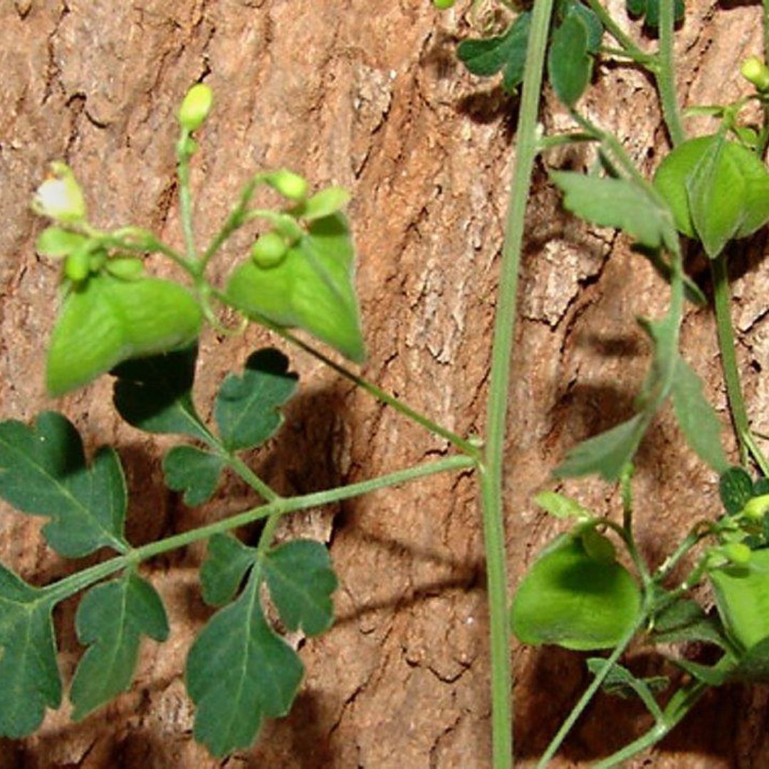 Cardiospermum corindum seeds - Buy online