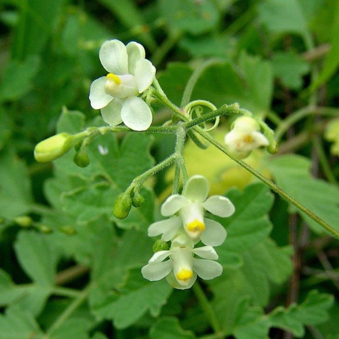 Cardiospermum corindum seeds - Buy online