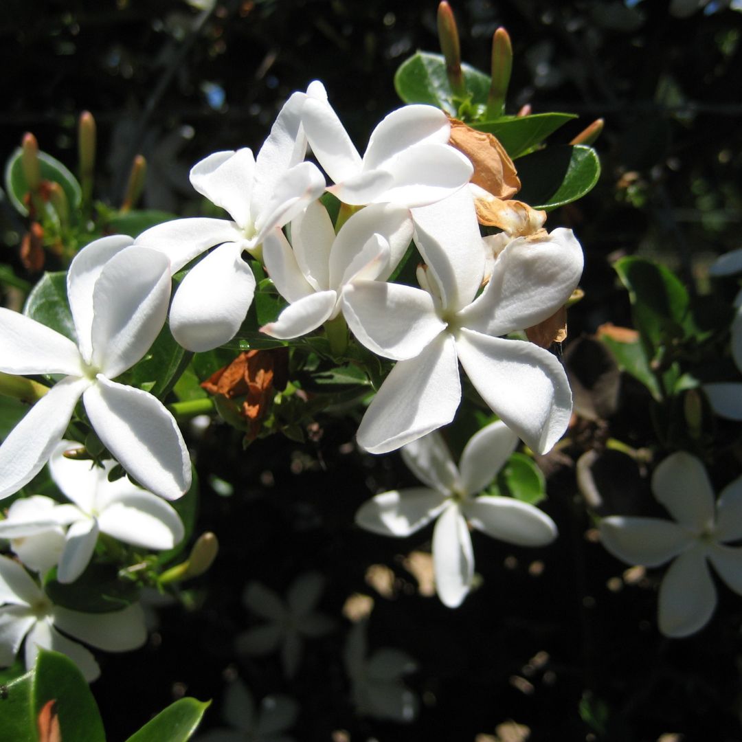 Carissa macrocarpa seeds - Buy online