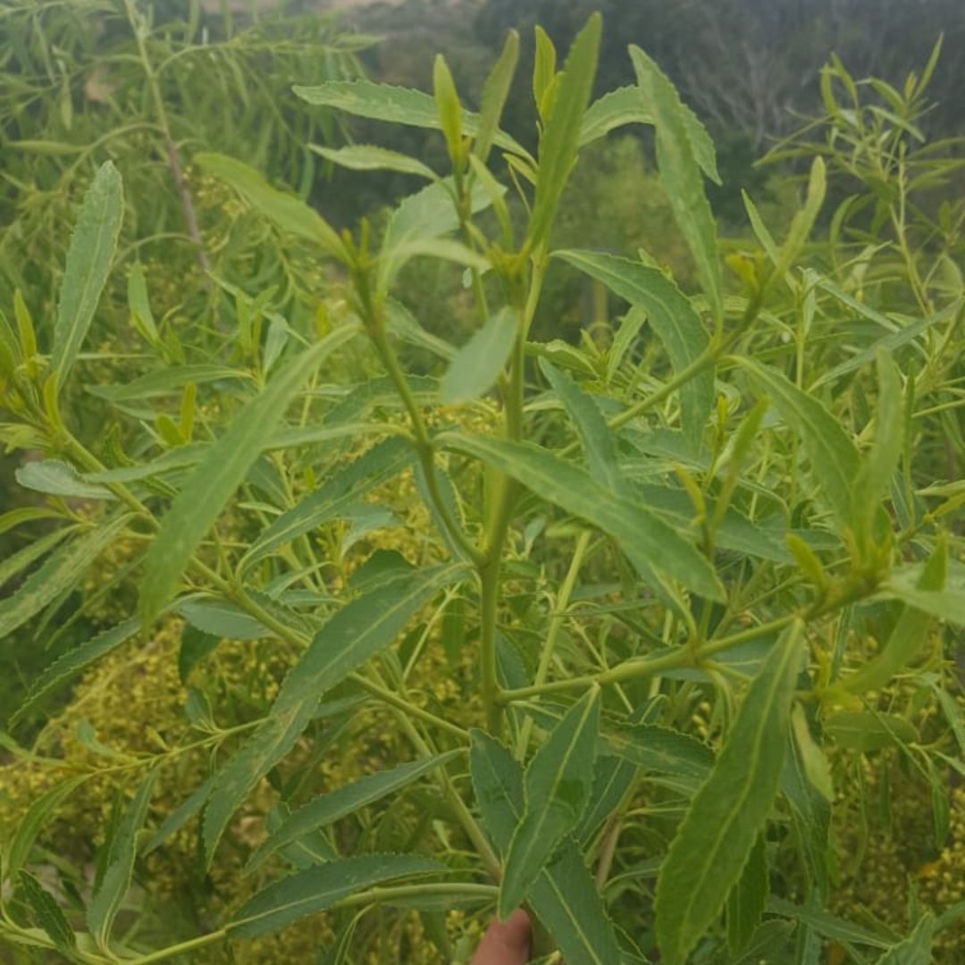 Catha edulis seeds - Buy online