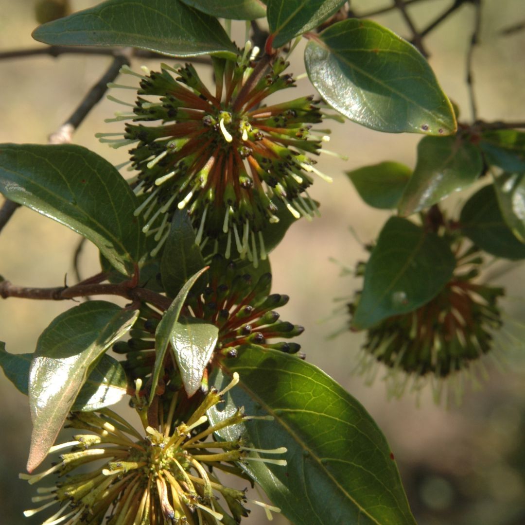 Cephalanthus natalensis seeds - Buy online