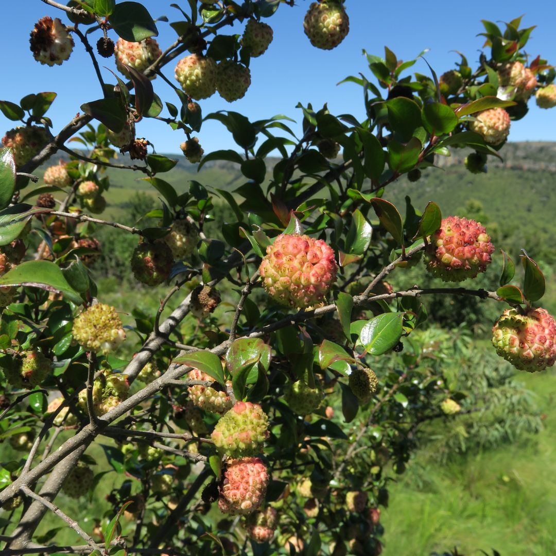 Cephalanthus natalensis seeds - Buy online
