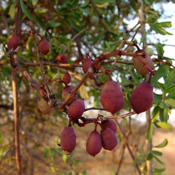 Cyperus tabularis seeds - Buy online