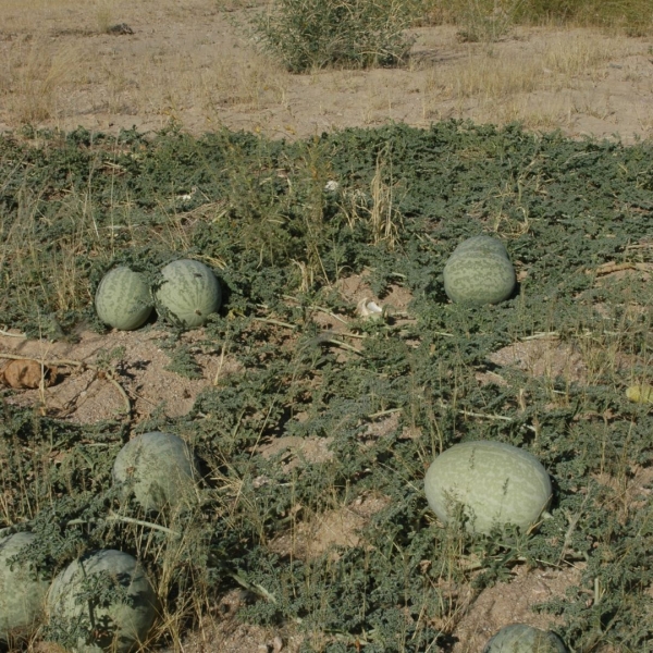 Citrullus ecirrhosus seeds - Buy online