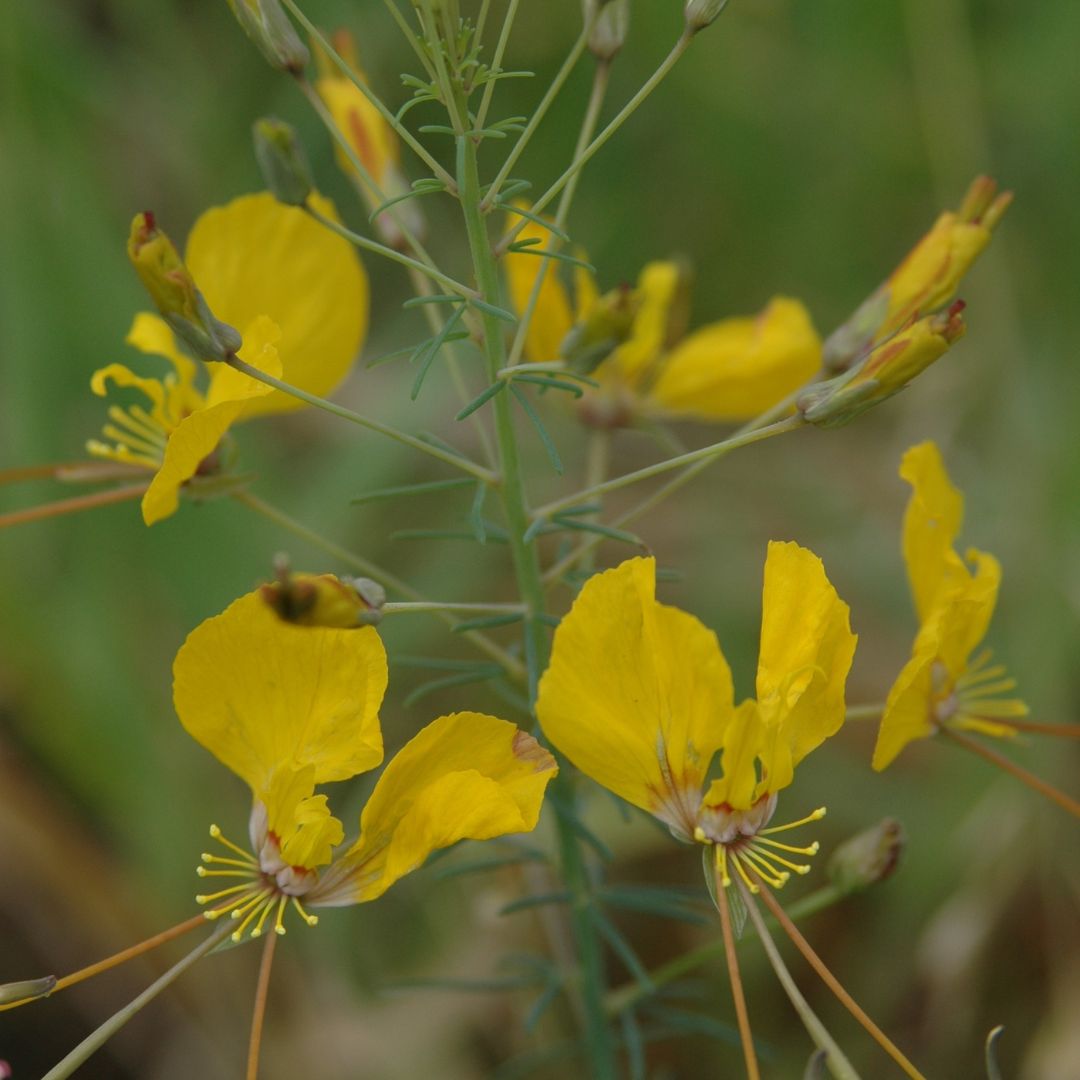 Cleome angustifolia subsp. diandra seeds - Buy online