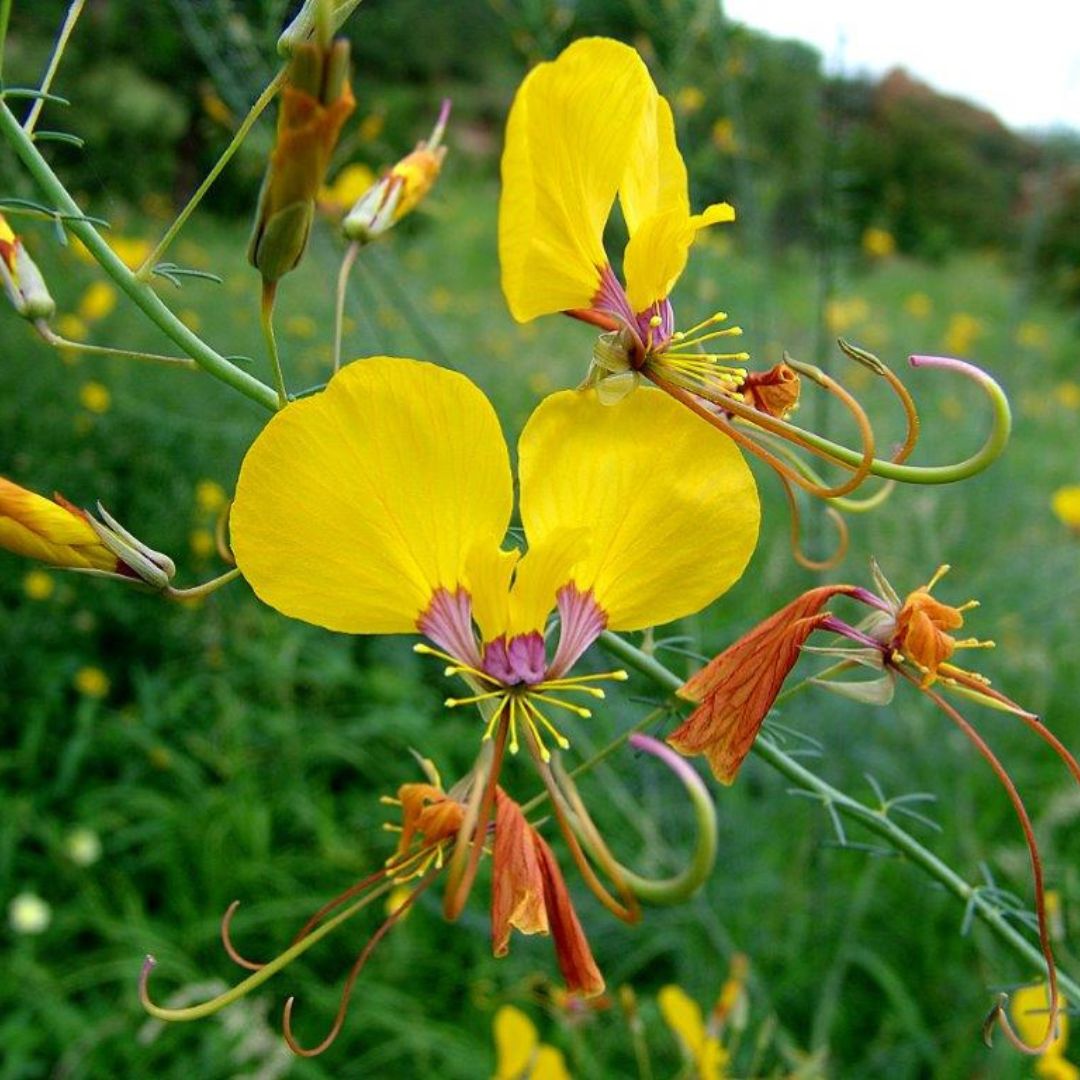 Cleome angustifolia subsp. petersiana seeds - Buy online