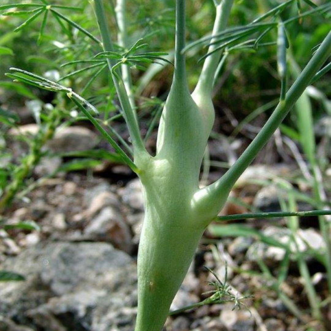 Cleome angustifolia subsp. petersiana seeds - Buy online