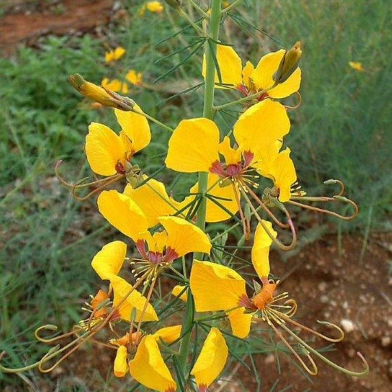 Cleome angustifolia subsp. petersiana seeds - Buy online